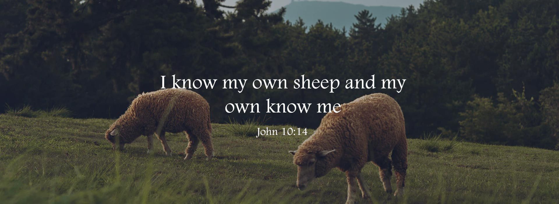 Castlecomer Parish | Church of the Immaculate Conception